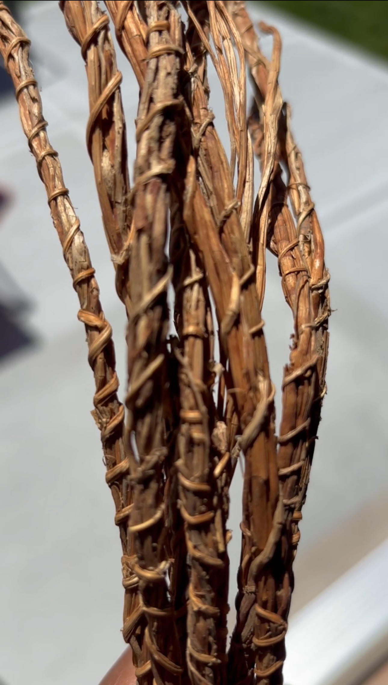 Gongoli (Gongolili) - HERBAL ACCESSION